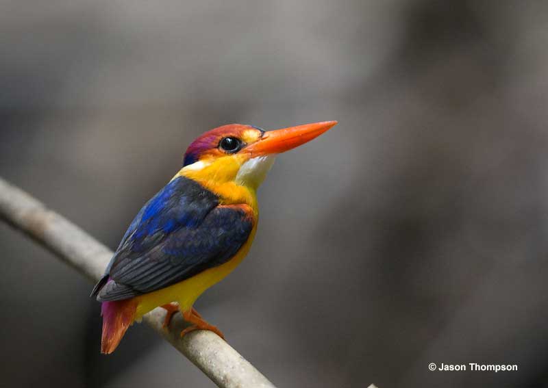 Beautiful Tropical Birds That You Need To Know