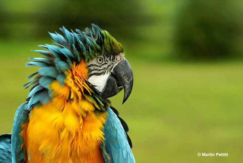 Beautiful Tropical Birds That You Need To Know