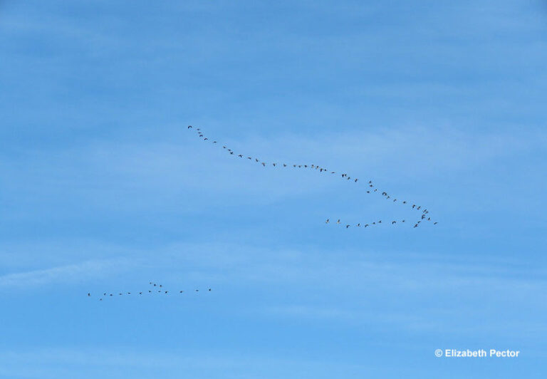 Migration Behaviors: Why Do Birds Fly In A V Formation?