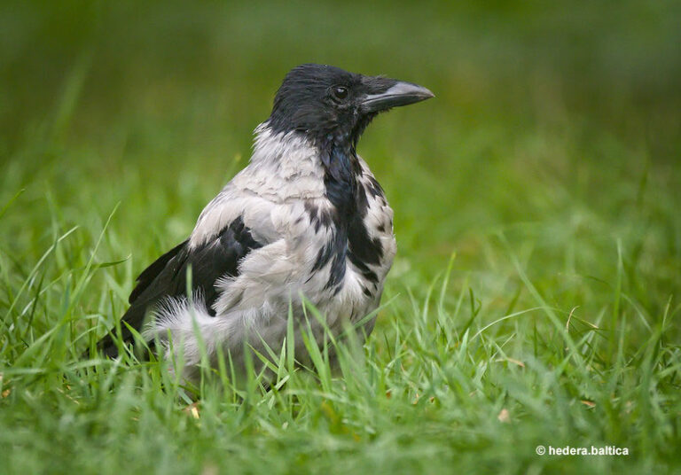 The Corvid Family: A Selection Of Corvids Around The World