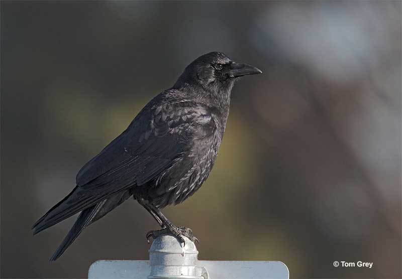 How Long Do Crows Live? Dangers & Life Cycle