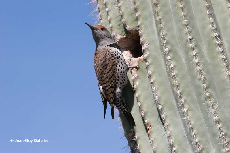Gilded Flicker - ID, Facts, Diet, Habit & More | Birdzilla