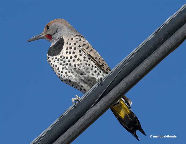 Gilded Flicker - ID, Facts, Diet, Habit & More | Birdzilla
