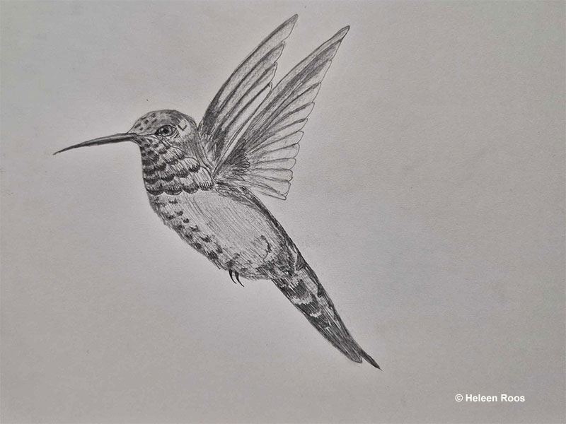 How To Draw Hummingbirds: A Step By Step Guide [With Pictures]