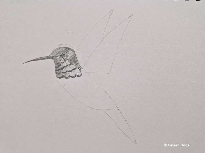 How To Draw Hummingbirds: A Step By Step Guide [With Pictures]