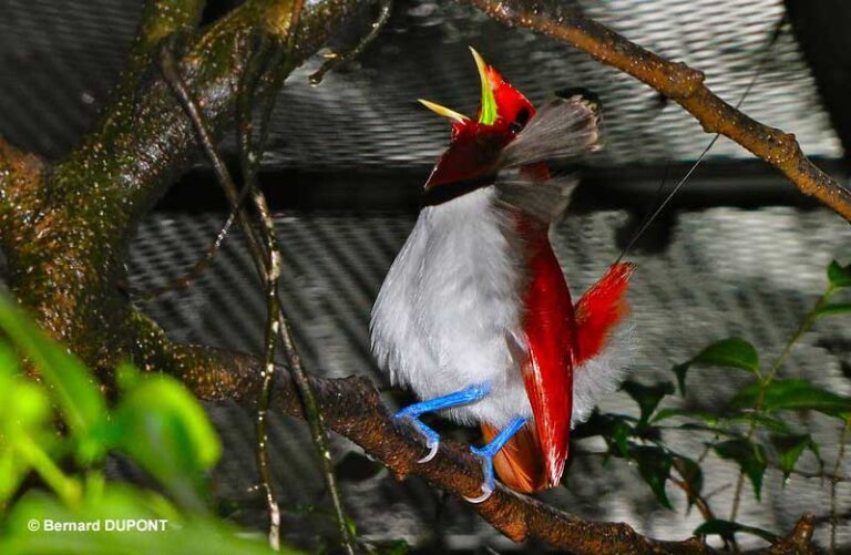 What Is The Difference Between Old World And New World Birds?