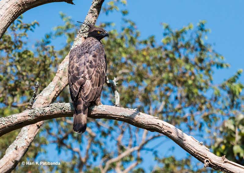 Types Of Eagles: A Potpourri Of Eagle Species (Around The World)