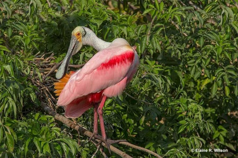 Spoonbills & Their Unique Bills – A Look At Different Spoonbills
