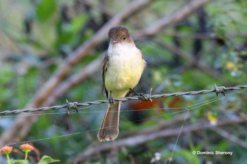 Funny Bird Names & Their Origins – From Great Tits To Boobies
