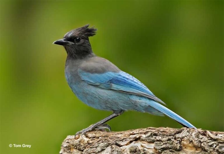 The Corvid Family: A Selection Of Corvids Around The World