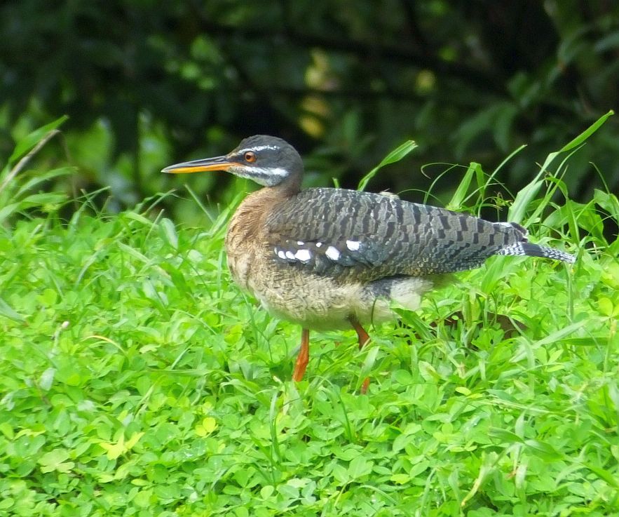 Costa Rica Birds & Birding Hotspots – From A Birder's Viewpoint