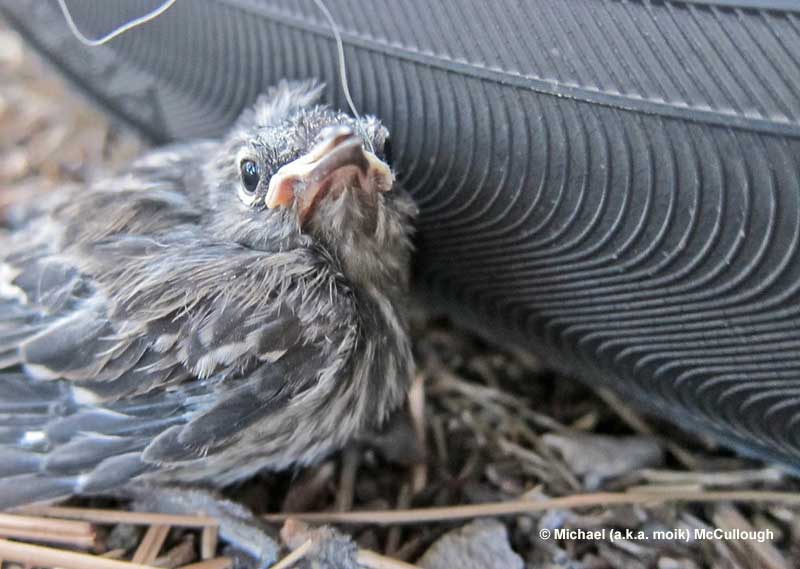 What To Do If You Find A Baby Bird – A Complete Checklist