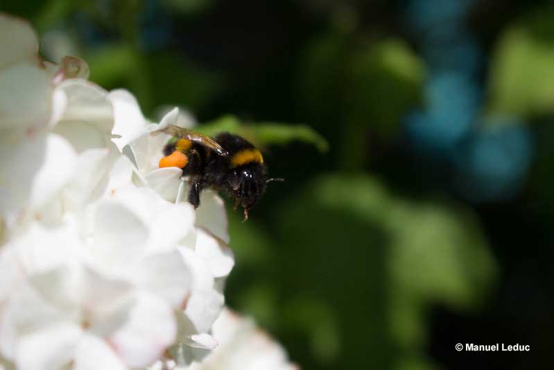 Do Birds Eat Bees? Common Bee Eaters & Defense Mechanisms
