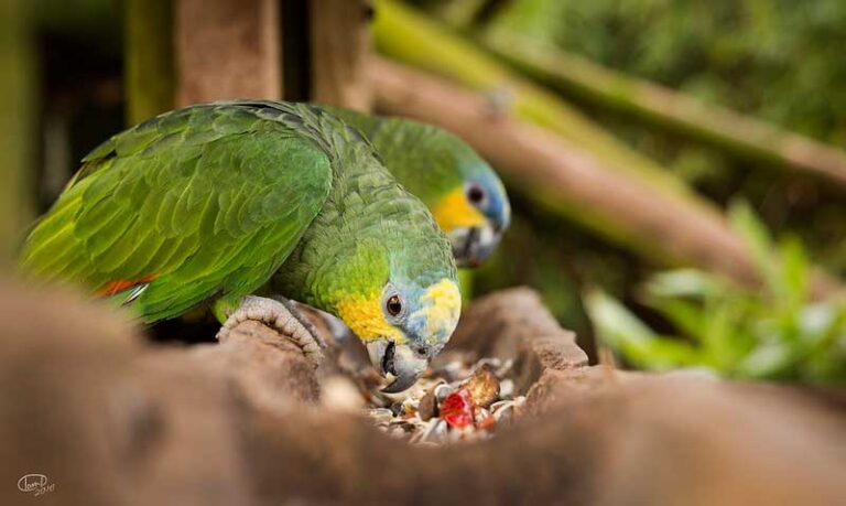 What Do Parrots Eat? A Look Into Their Diets [Pet & Wild]