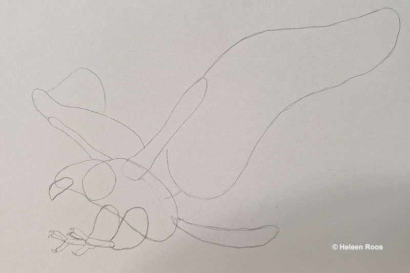 How To Draw Birds: A Step By Step Guide (With Different Options)