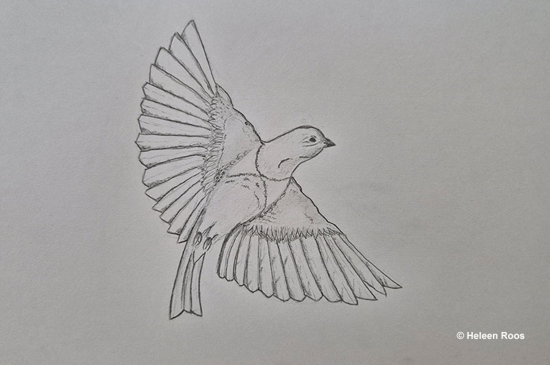 How To Draw Birds: A Step By Step Guide (With Different Options)