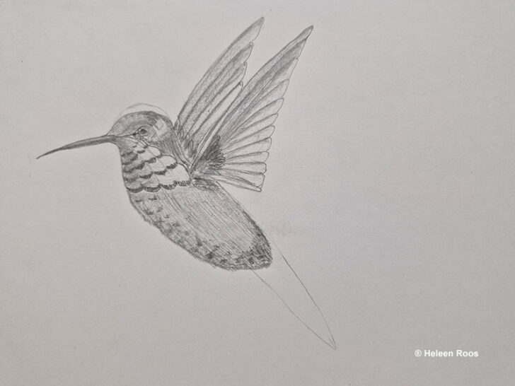 How To Draw Hummingbirds: A Step By Step Guide [With Pictures]