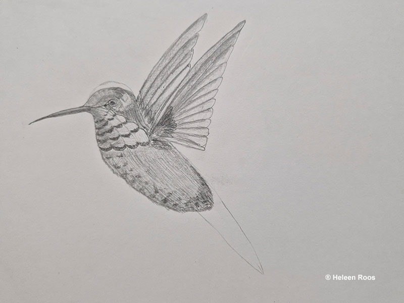 How To Draw Hummingbirds: A Step By Step Guide [With Pictures]