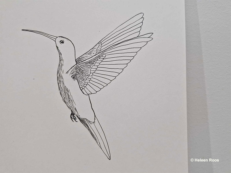 How To Draw Hummingbirds: A Step By Step Guide [With Pictures]