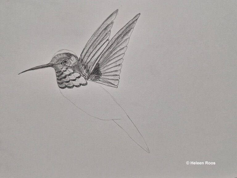 How To Draw Hummingbirds: A Step By Step Guide [With Pictures]