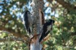 American Three-toed Woodpecker - ID, Facts | Birdzilla