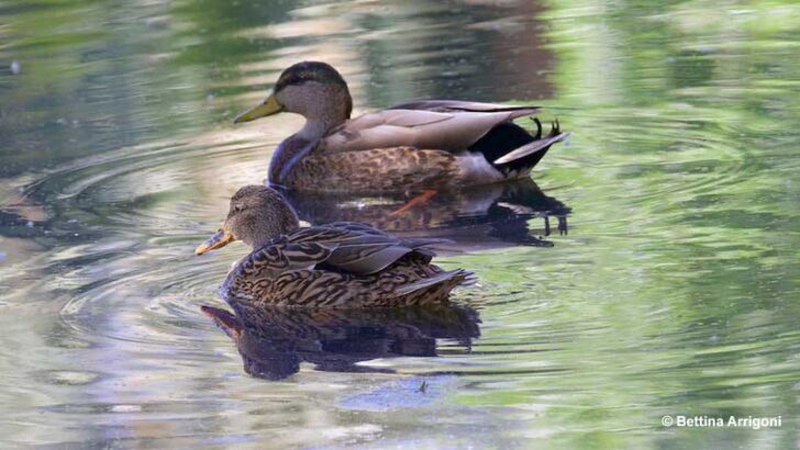 10 Wild Ducks In Arizona: Identifying The Most Common Ones