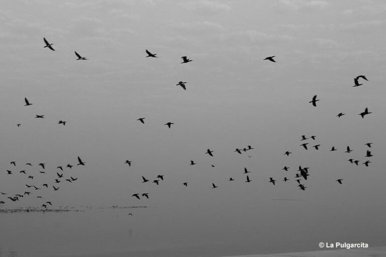 How High Can Birds Fly? The Hidden Dangers They Face