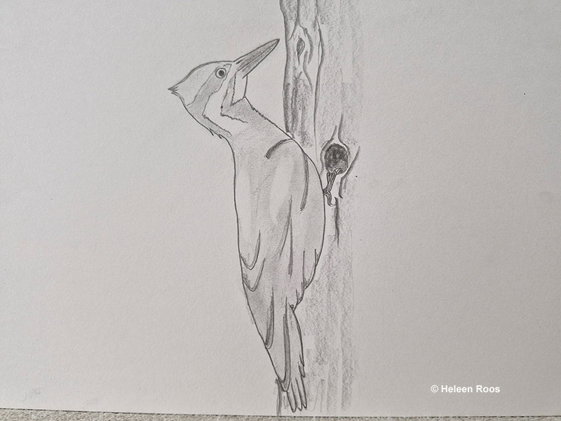 How To Draw Birds: A Step By Step Guide (With Different Options)