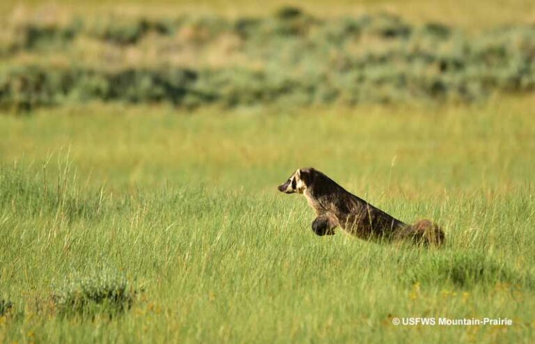 The Biggest Predators Of Birds: From Cats To Humans