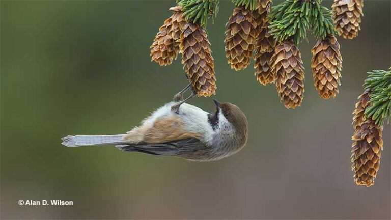 History Of Ornithology: From Ancient Times To Today