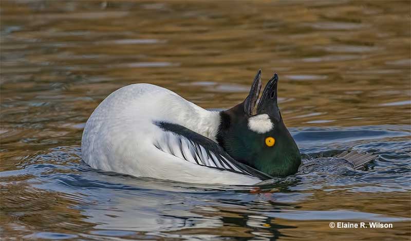 Do Ducks Have Teeth: Saw-Like Serrations Or Something Else?