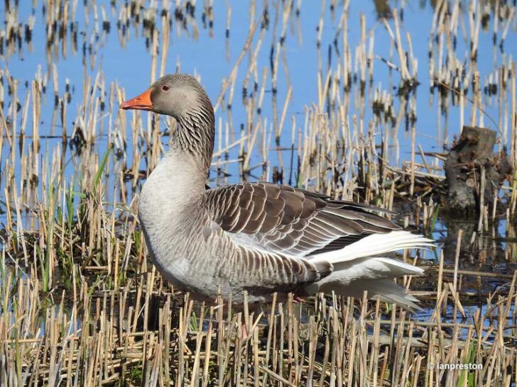 The Goose Family: Species You Can See In The U.S.