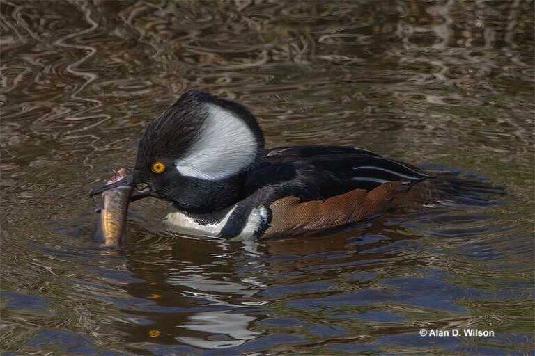 Do Ducks Eat Fish? Different Species & Fun Facts