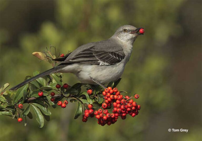 What Do Mockingbirds Eat? Their Diets & Tips To Attract