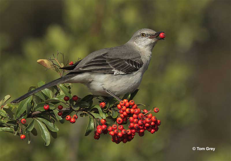 What Do Mockingbirds Eat? Their Diets & Tips To Attract