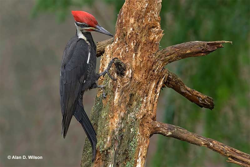 Can Woodpeckers Harm Trees? Or Even Kill Them?