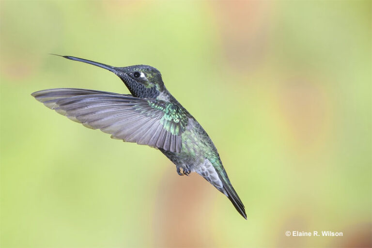 Bird Beaks By Types: 15 Examples & How Birds Use Them