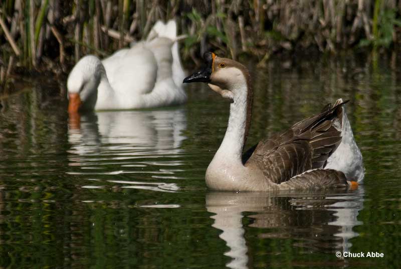The Goose Family: Species You Can See In The U.S.