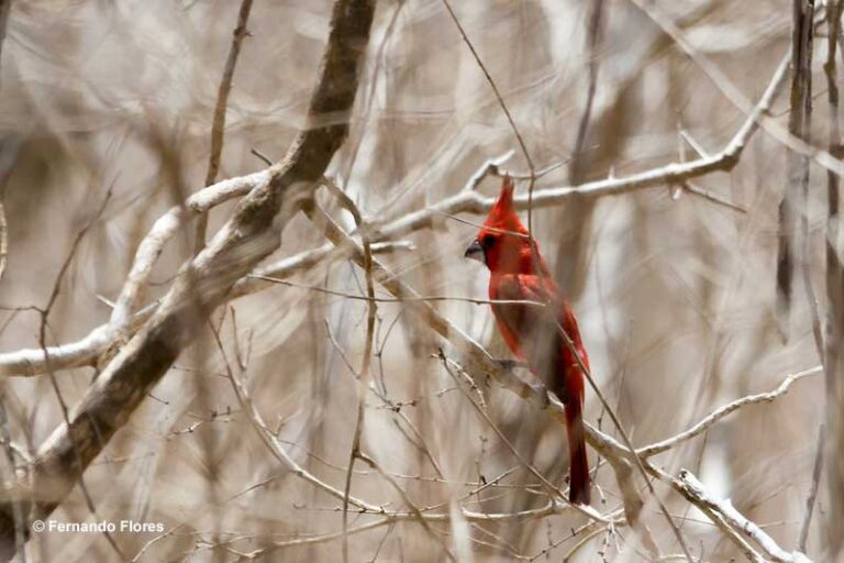 Types of Cardinals: The Cardinal Family And Their Relatives