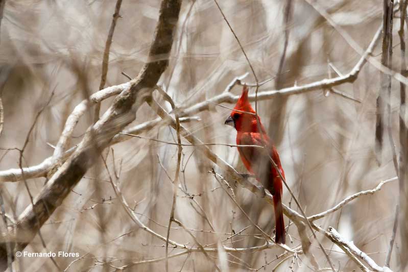 Types of Cardinals: The Cardinal Family And Their Relatives