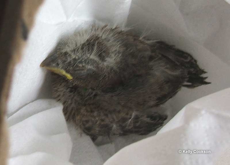 What To Do When You Find An Injured Bird [Step-By-Step]