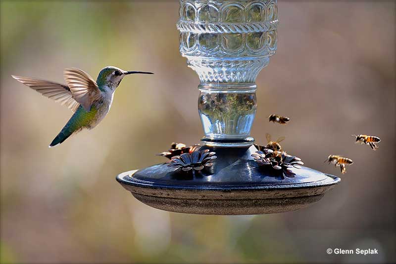 How To Draw Hummingbirds: A Step By Step Guide [With Pictures]