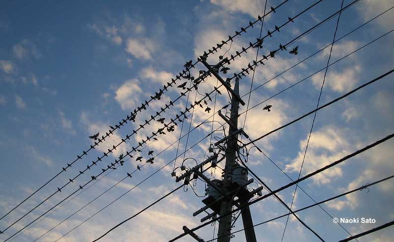 Birds Sitting On Power Lines: How Do They Avoid Electrocution?