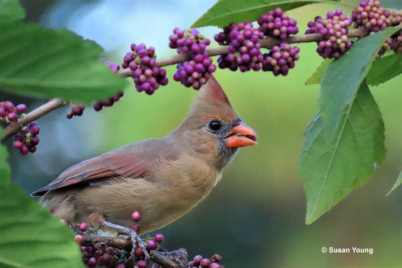 What Do Cardinals Eat? [Natural Diet & At Feeders]