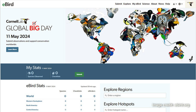 Global Big Day: What Should You Know & How To Participate