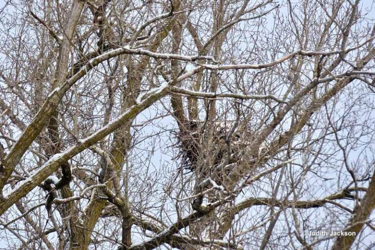 Eagle Nests In Full: Habitat, Construction & Nesting Habits