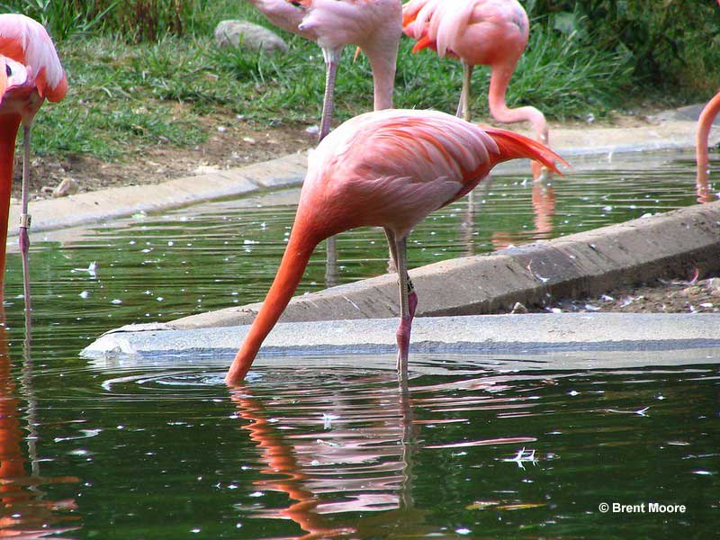 The Diet Of Flamingos: What Does Their Diet Look Like?