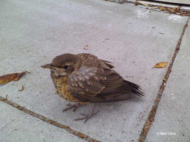 What To Do When You Find An Injured Bird [Step-By-Step]