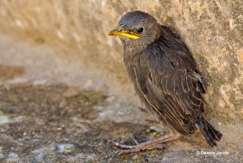 What To Do When You Find An Injured Bird [Step-By-Step]