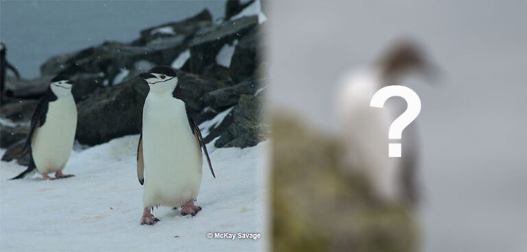 How Tall Are Penguins? The Largest & Smallest Species